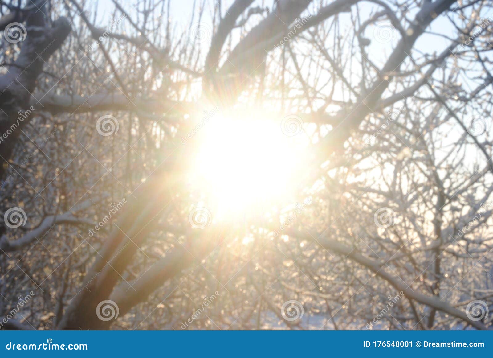 Sun in forest stock image. Image of winter, forest, blue - 176548001