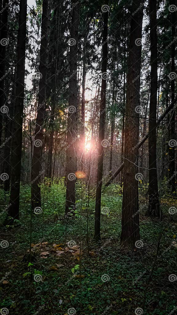 Sun in forest stock photo. Image of leaf, morning, jungle - 270591390