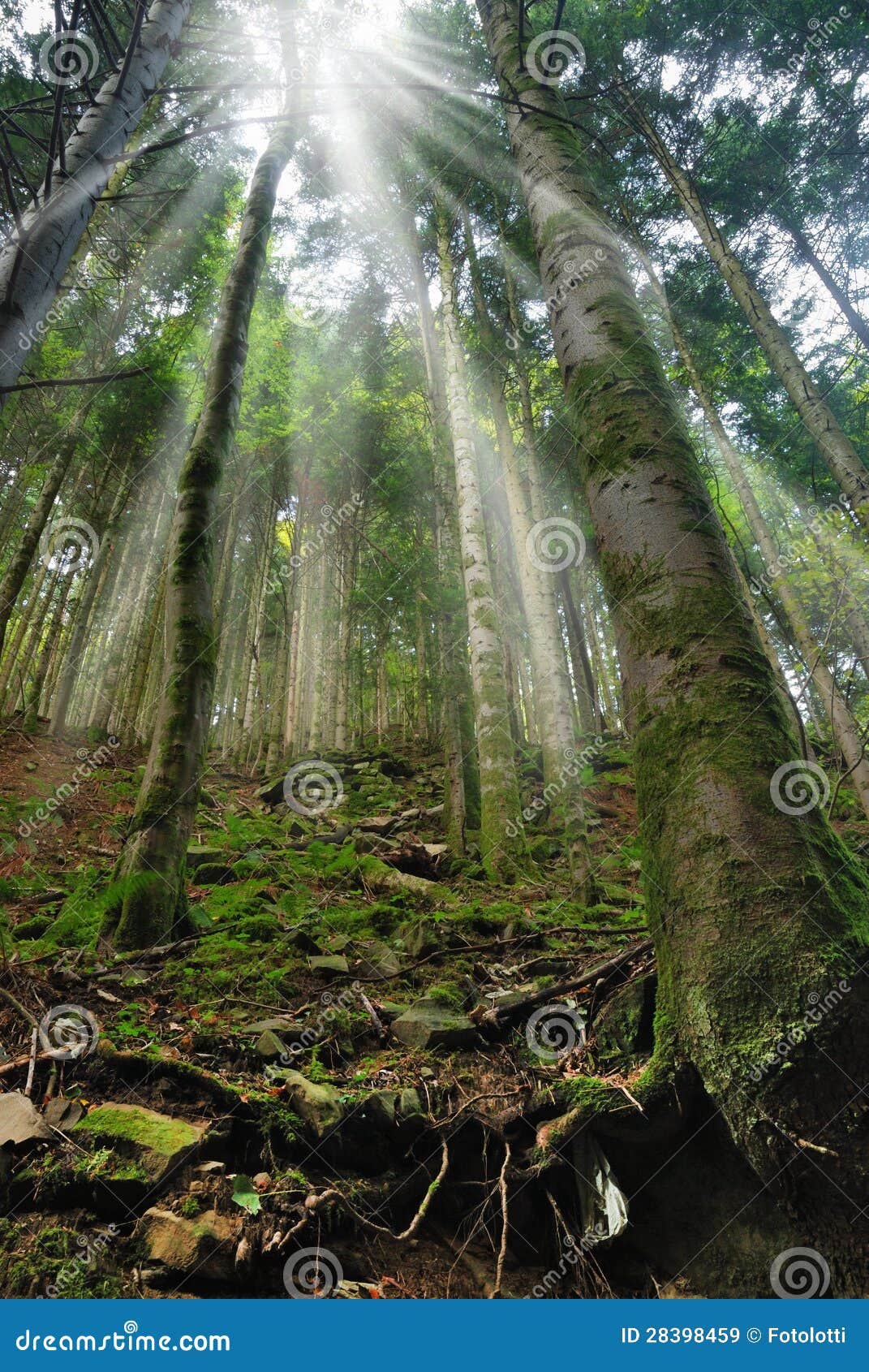 Sun in the forest stock image. Image of autumn, nature - 28398459