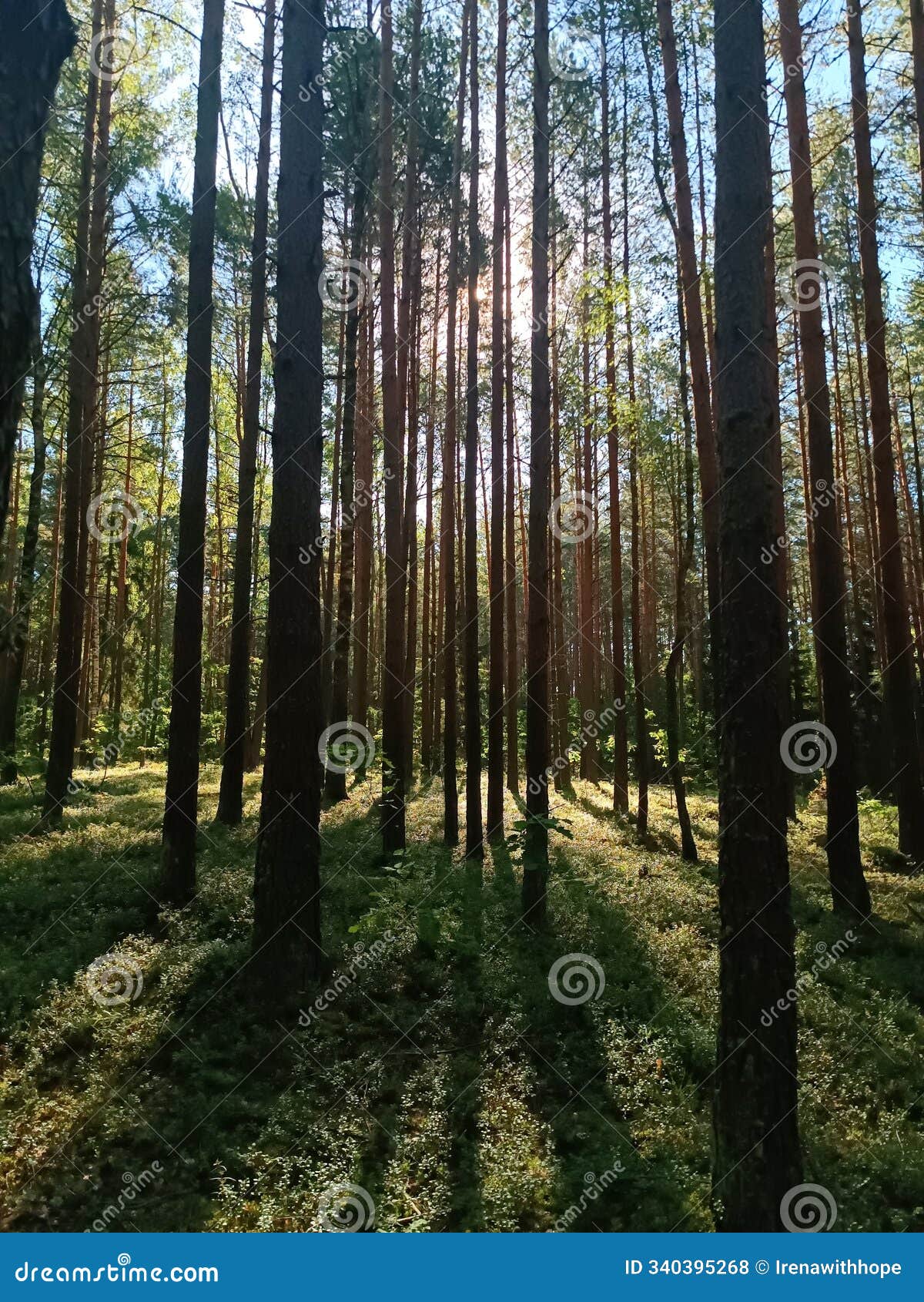 Sun in the forest stock photo. Image of deciduous, autumn - 340395268