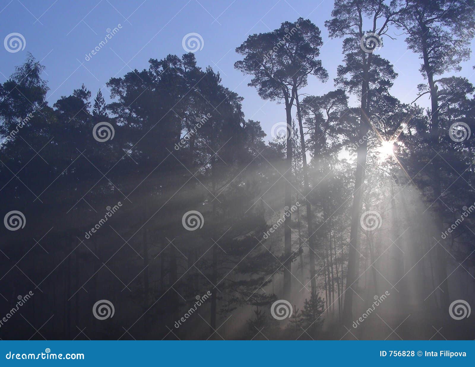Sun in forest stock photo. Image of pine, skies, mist, smoke - 756828