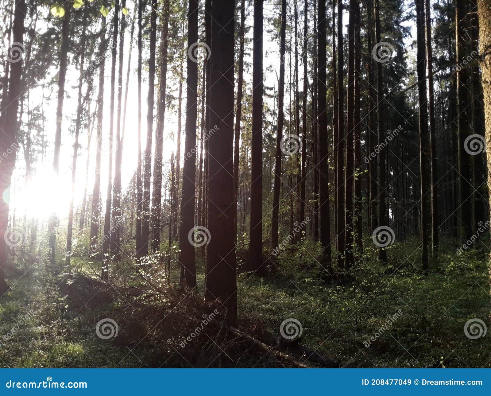 Sun in the forest stock image. Image of woodland, wilderness - 208477049
