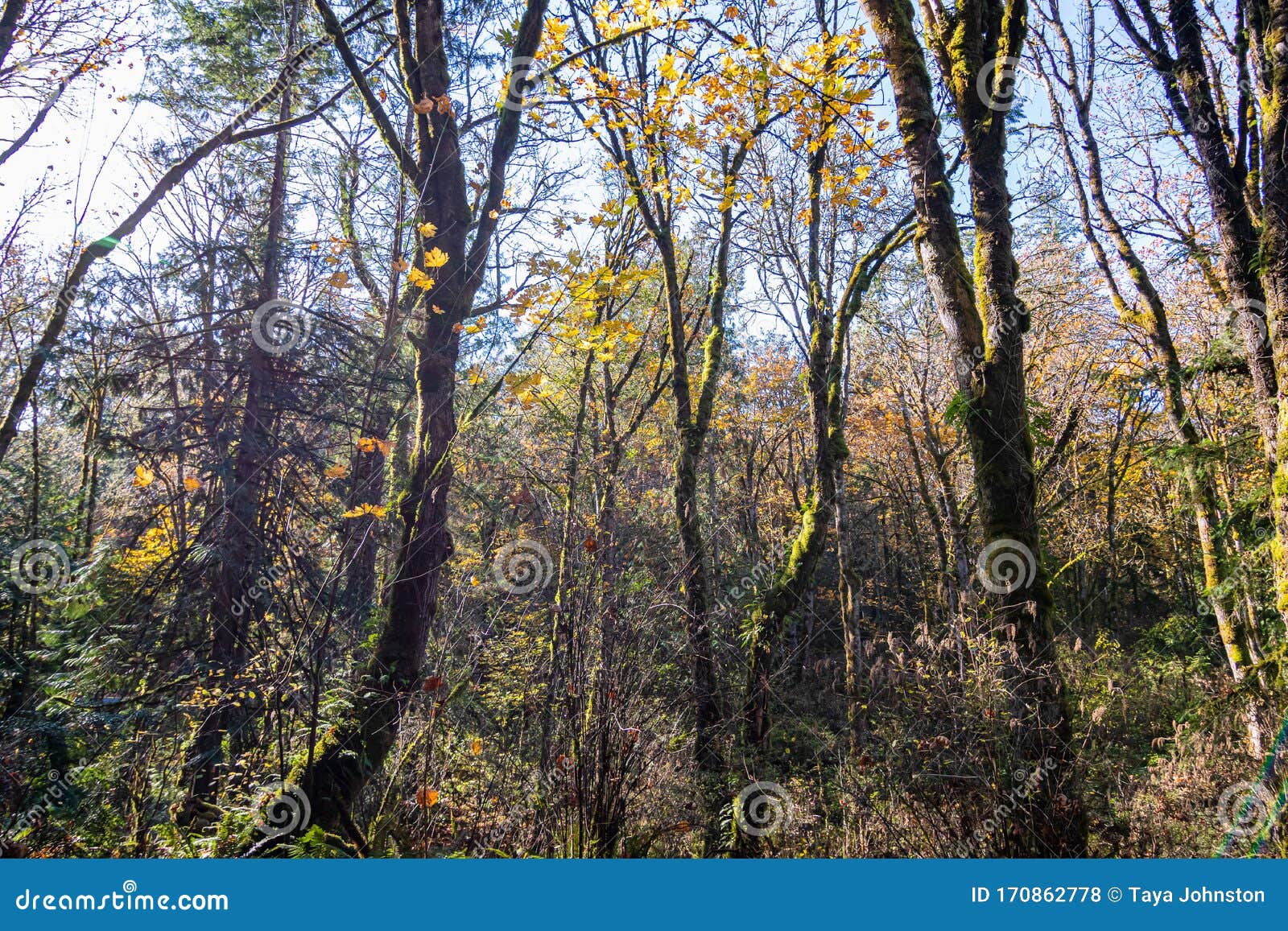 The Sun on the Forest in Late Fall Stock Photo - Image of autumnal ...