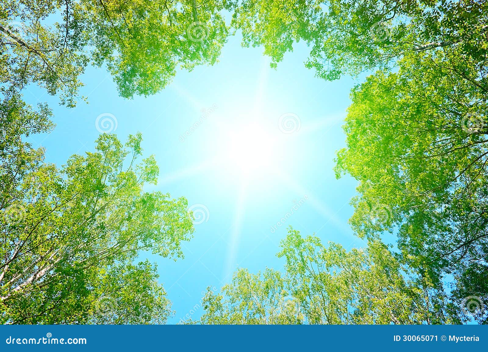 Sun into a forest stock image. Image of growth, outdoor - 30065071