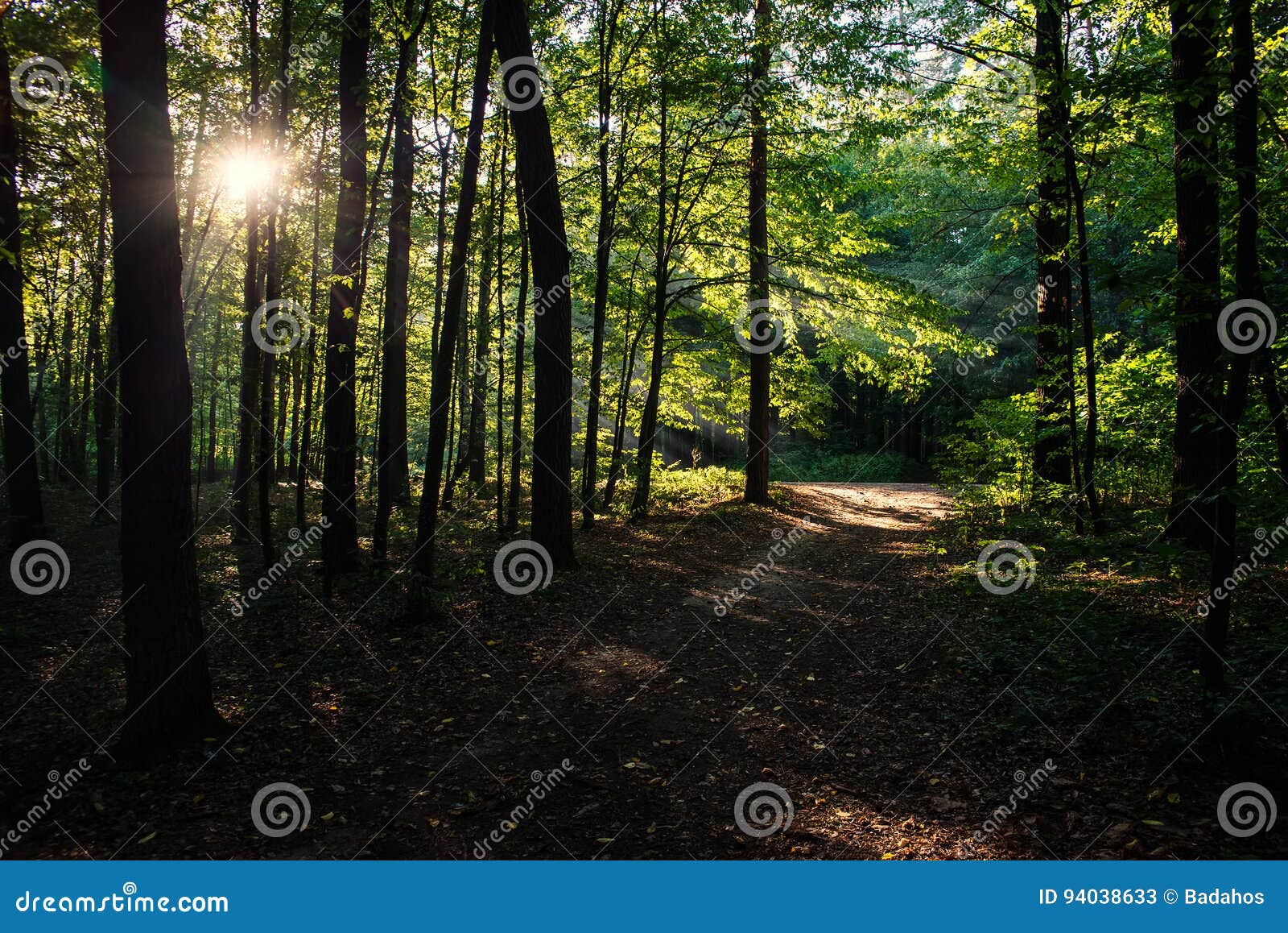 The sun in the forest stock image. Image of forest, natural - 94038633