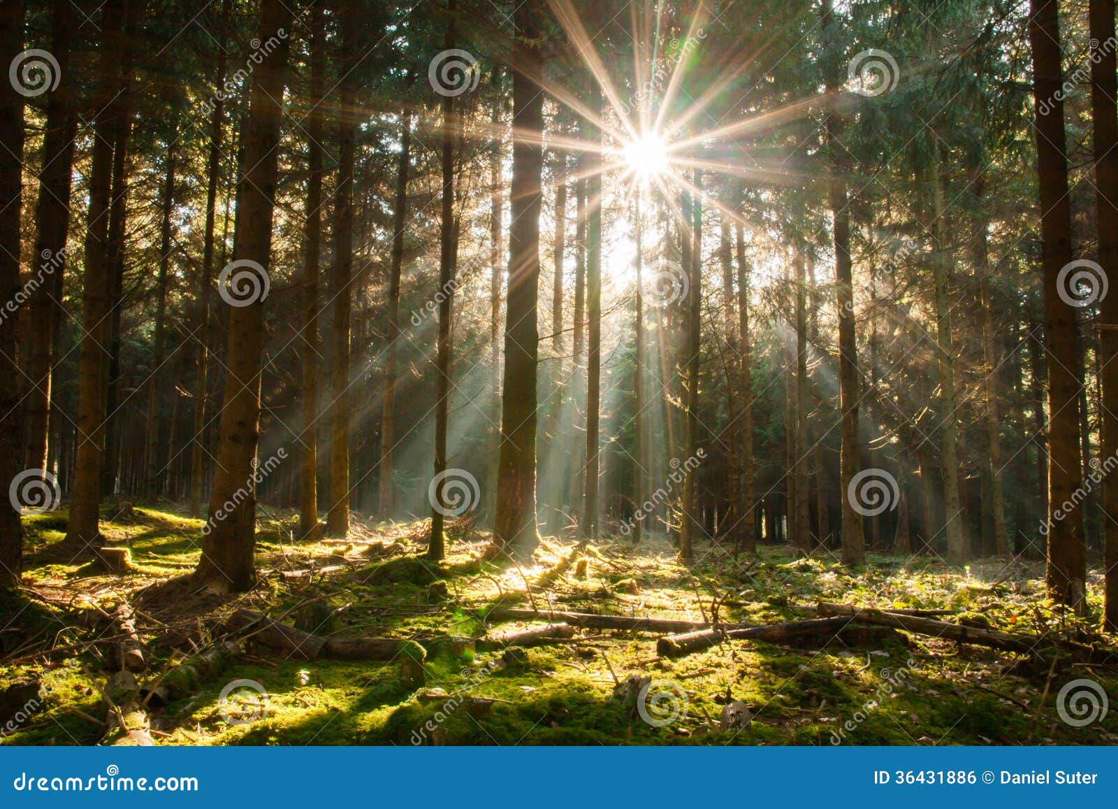 Sun in the Forest stock photo. Image of rural, nature - 36431886