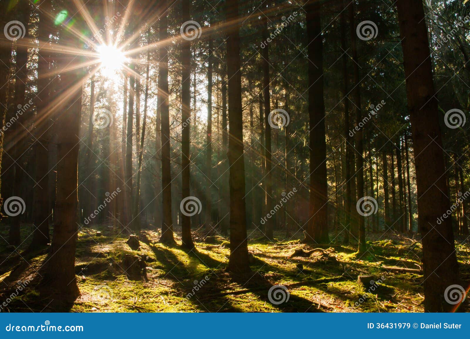 Sun in the Forest stock image. Image of beautiful, outdoors - 36431979