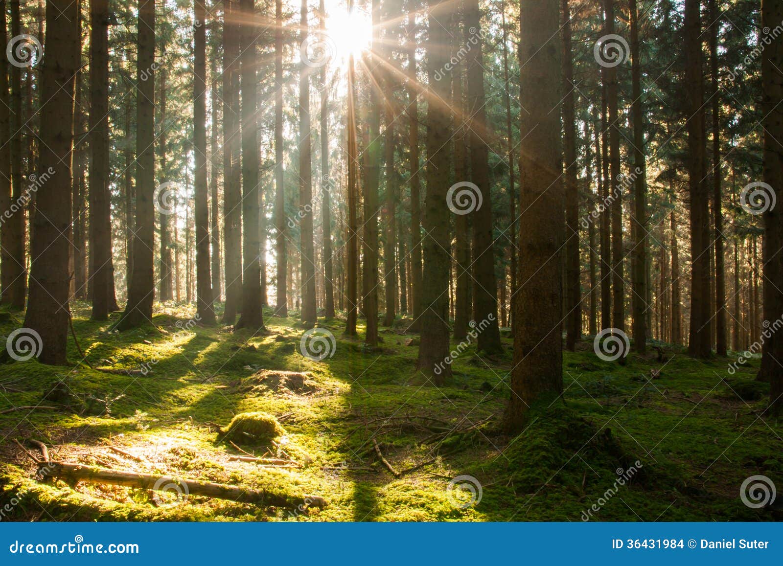 Sun in the Forest stock photo. Image of forest, orange - 36431984