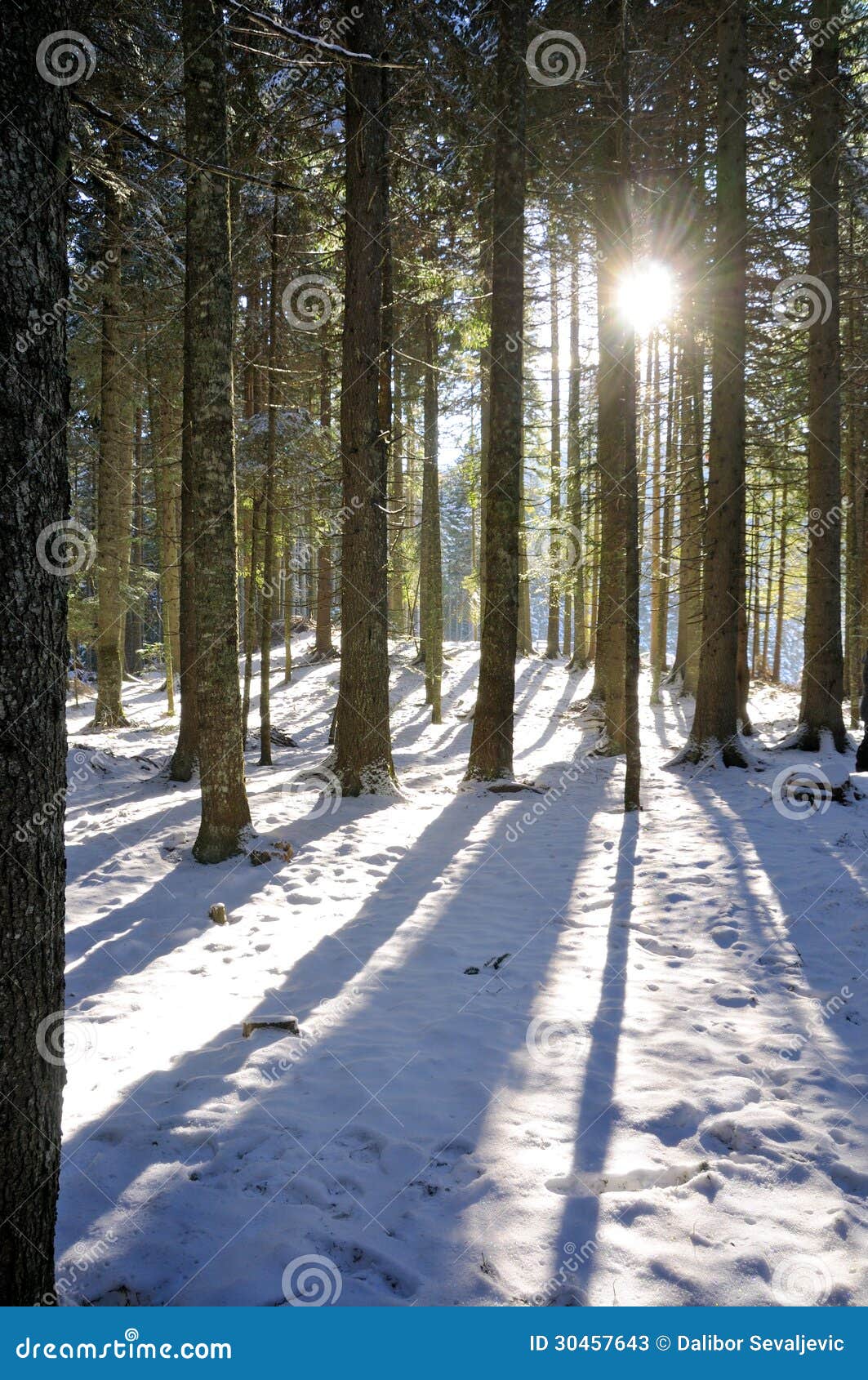Sun through the Forest Trees Stock Image - Image of mysterious, beauty ...