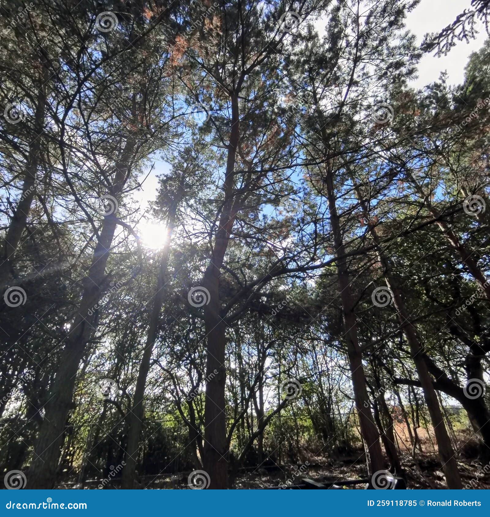 Sun through Forest Trees stock image. Image of landscape - 259118785