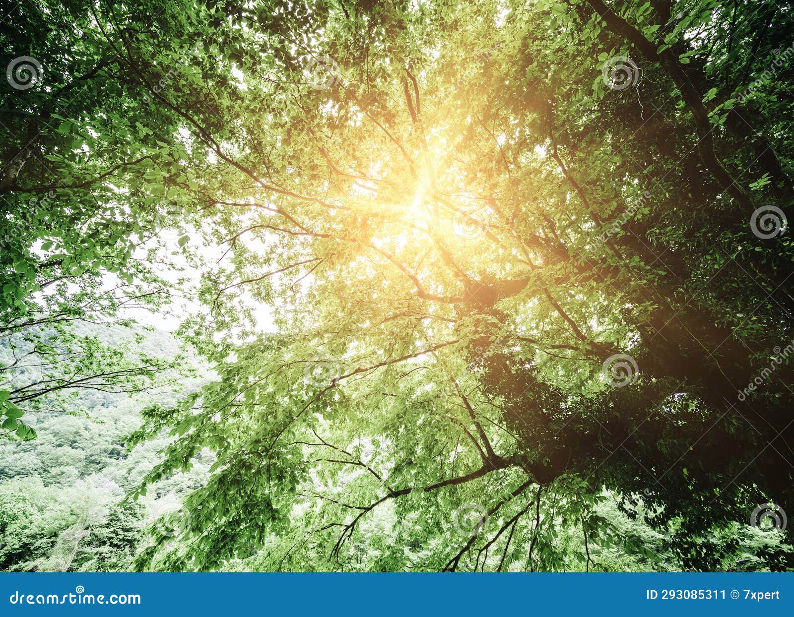 Sun in forest trees stock image. Image of beautiful - 293085311