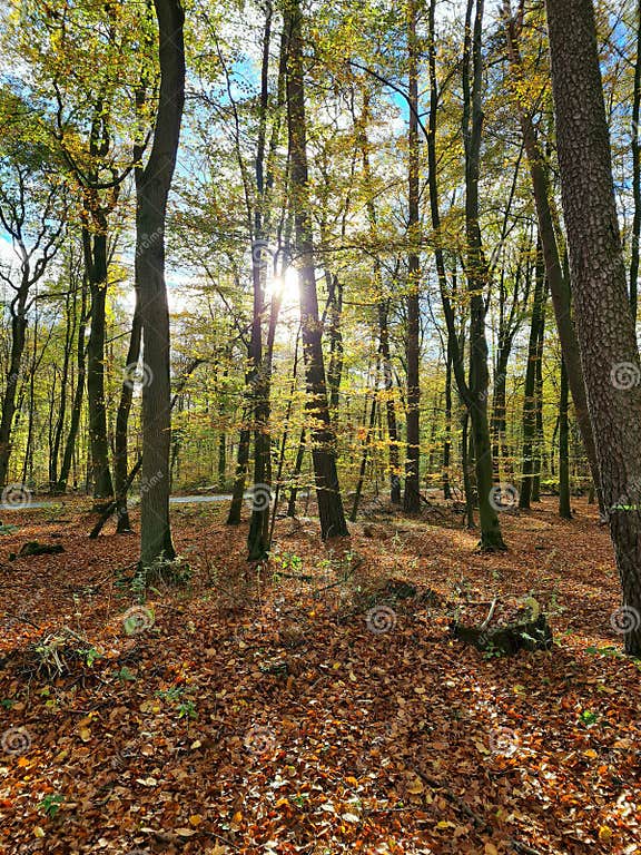 Sun in the forrest stock photo. Image of forrest, flower - 260934266