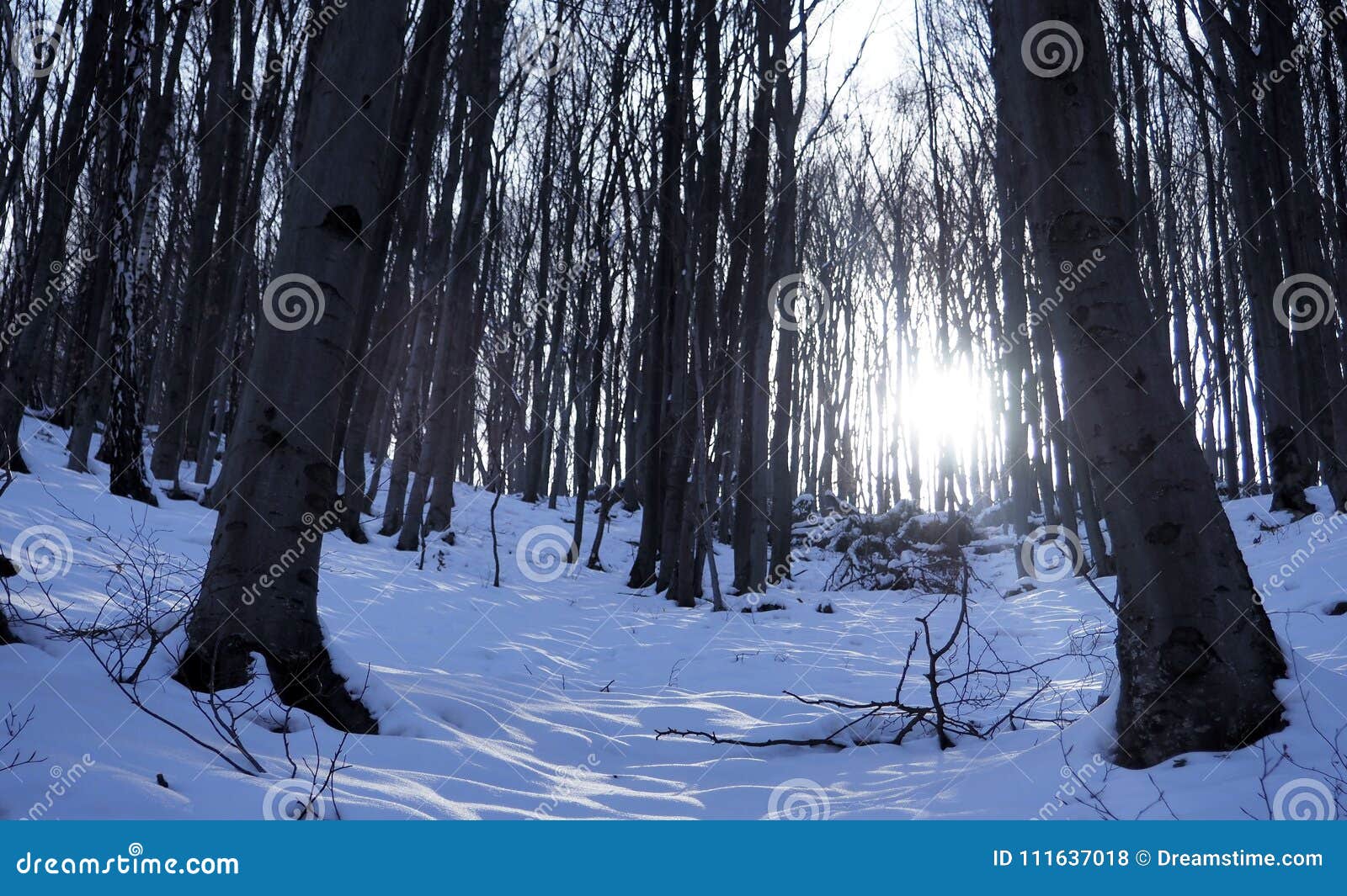 Sun is Freezing in the Winter. Stock Photo - Image of environment ...