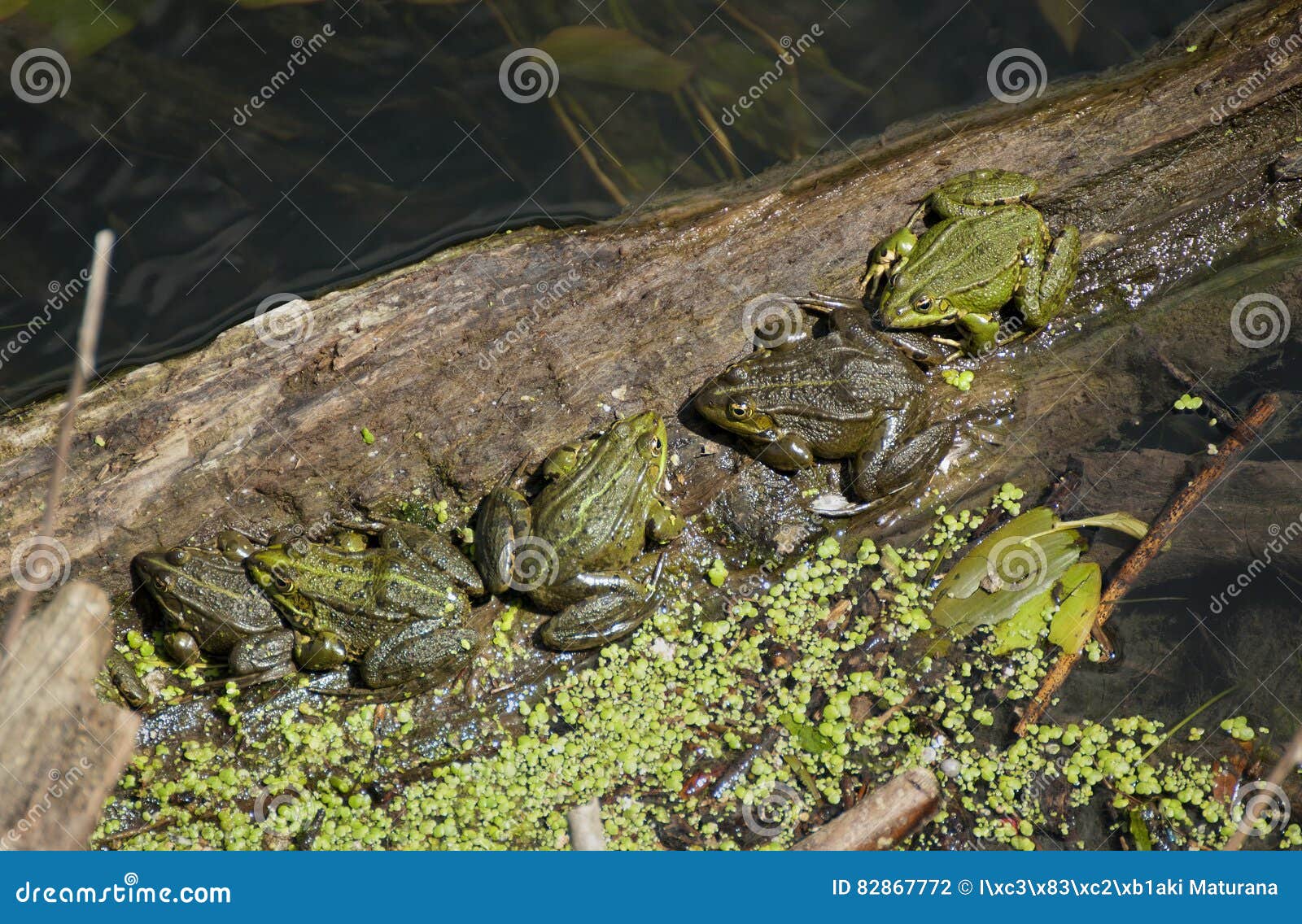 Sun frogs stock photo. Image of amphibians, trees, wood - 82867772