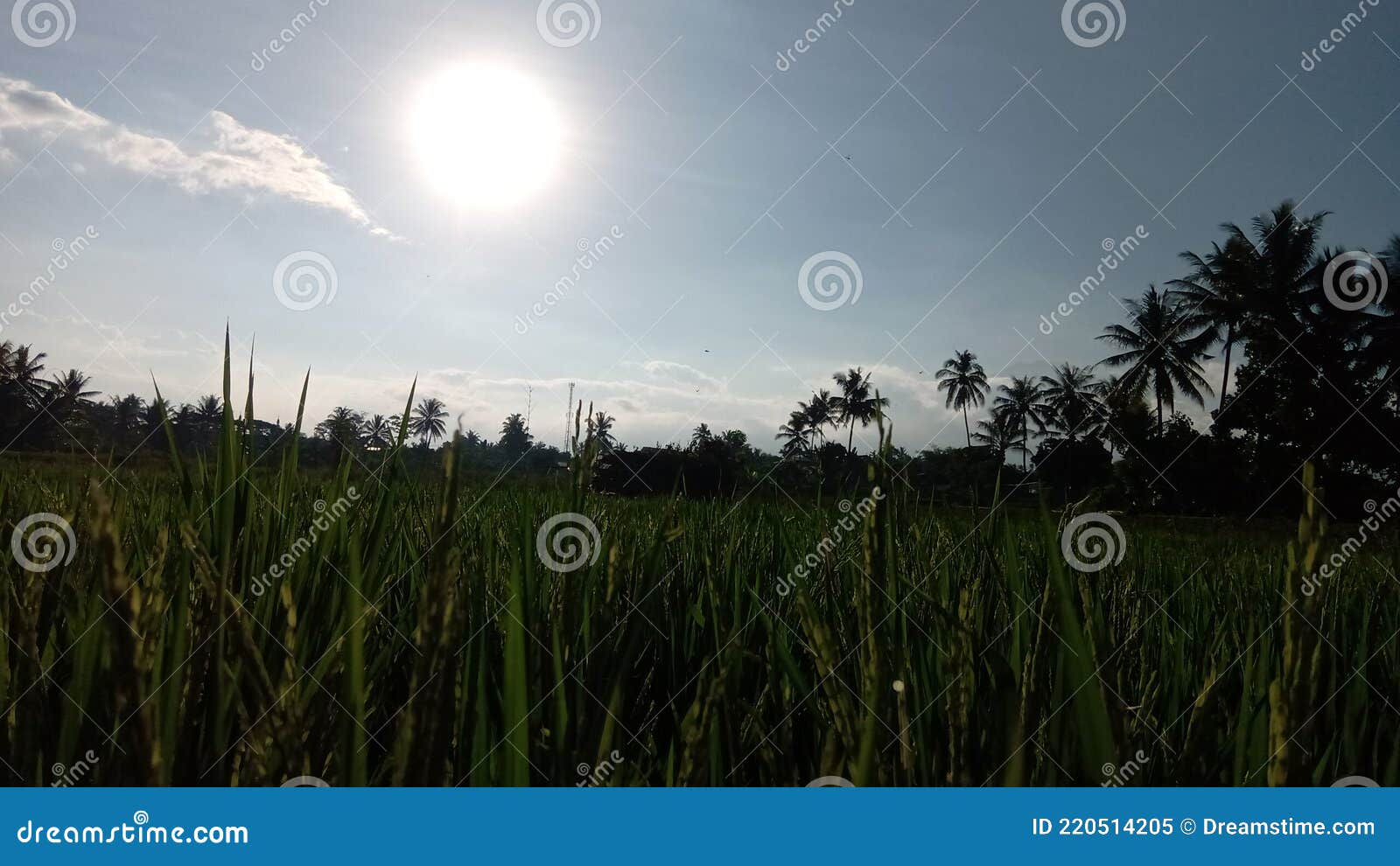 Sun give us lifeness stock image. Image of life, village - 220514205