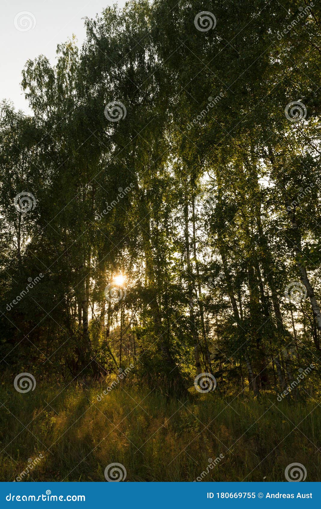 Sun Glinting through Birch Trees Stock Image - Image of nature, organic ...