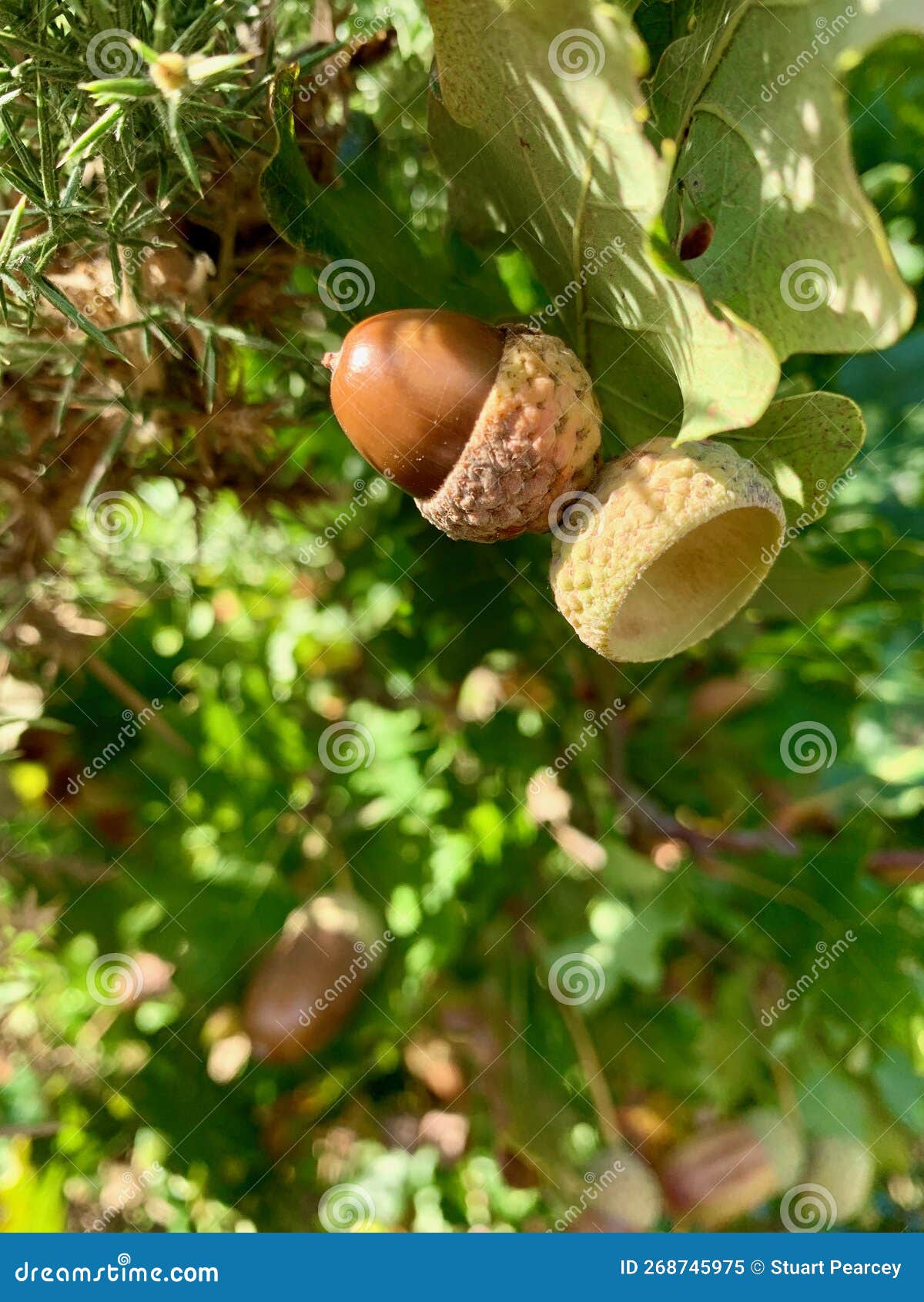 Acorn and Apron Cup Detail on Oak Tree Stock Image - Image of apron ...