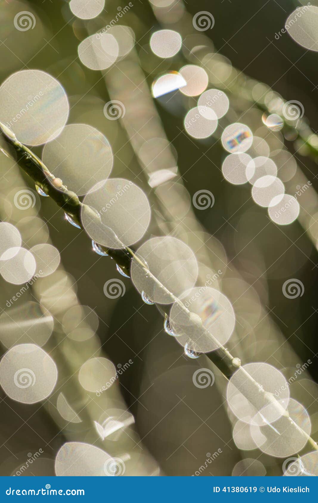 The Sun Glistening Off Water Drops Stock Image - Image of drops, lens ...