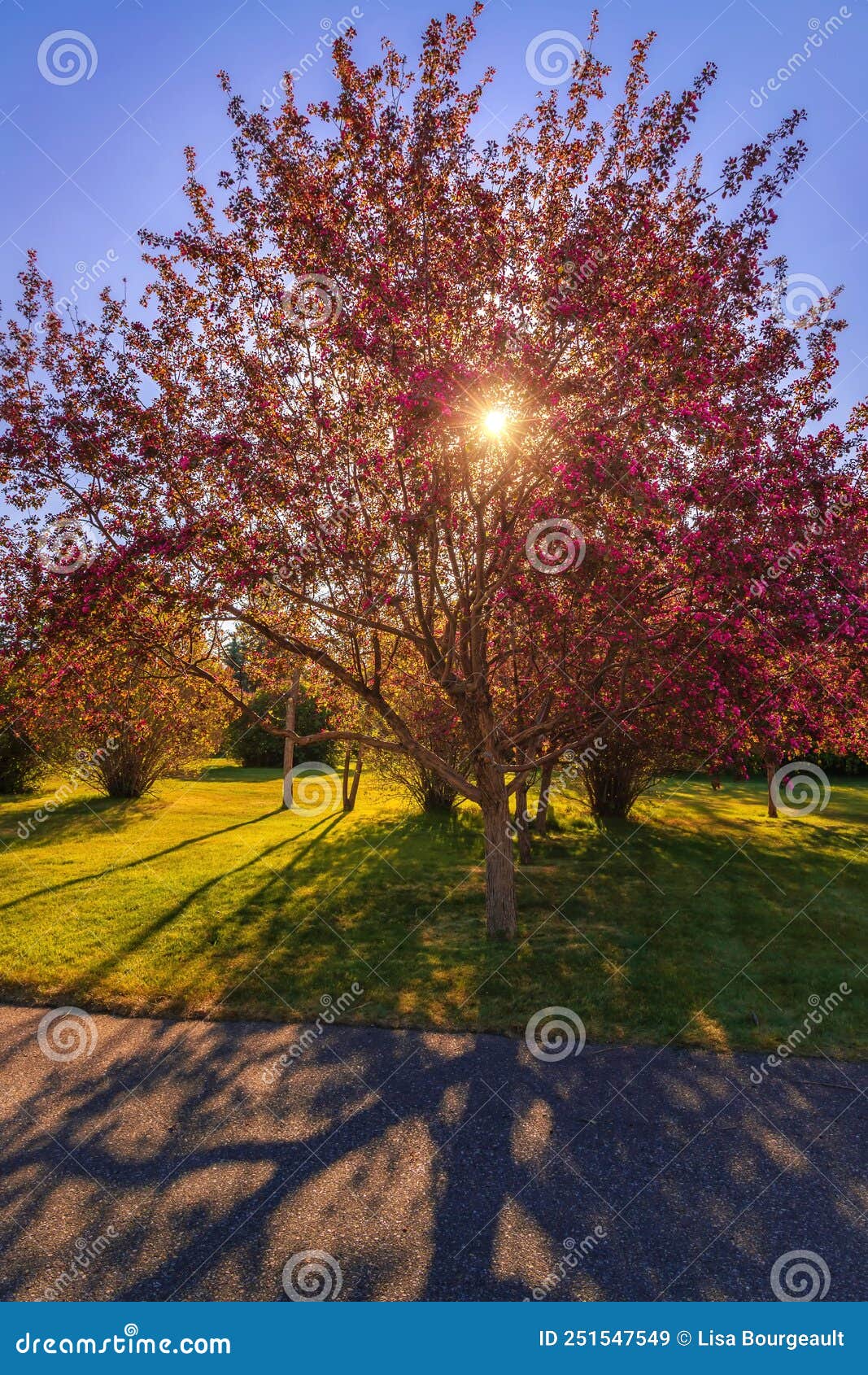 Sun Glowing through a Spring Flowering Tree Stock Image - Image of ...