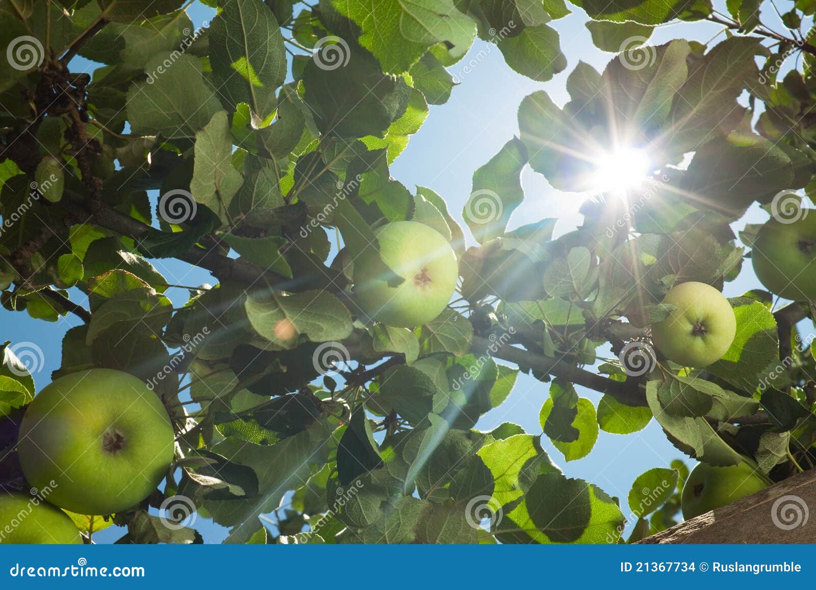 50,957 Sun Apple Stock Photos - Free & Royalty-Free Stock Photos from ...