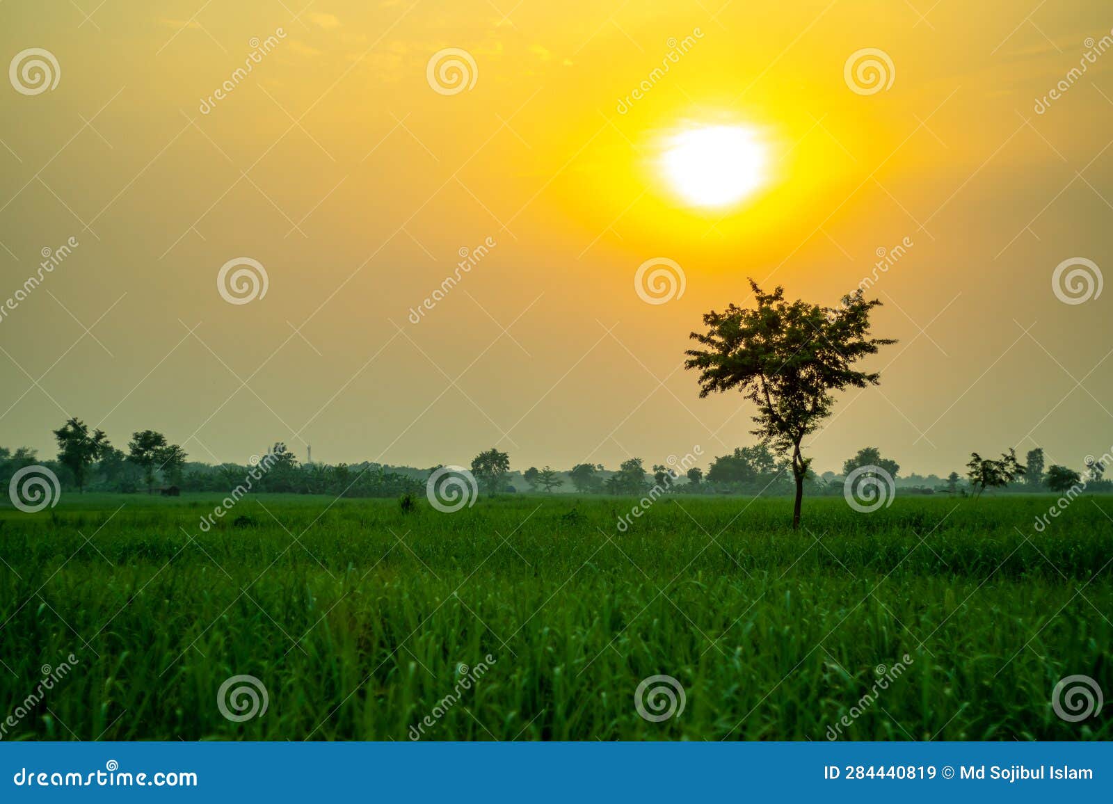 When the Evening Falls in the Vast Paddy Fields. What a Beautiful Sight ...