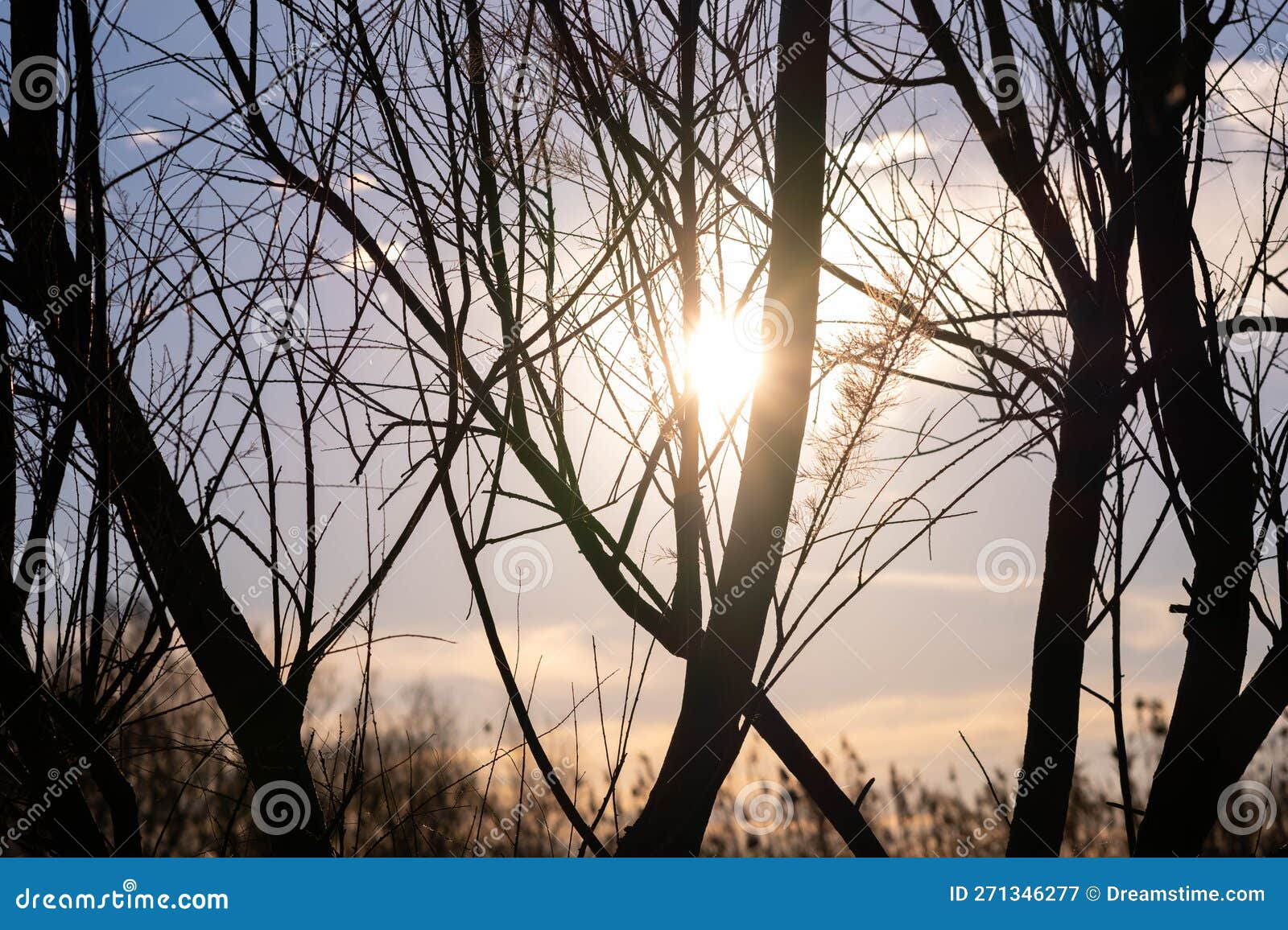 The Sun Goes into the Sunset and Peeks Out Goodbye through the Bare ...