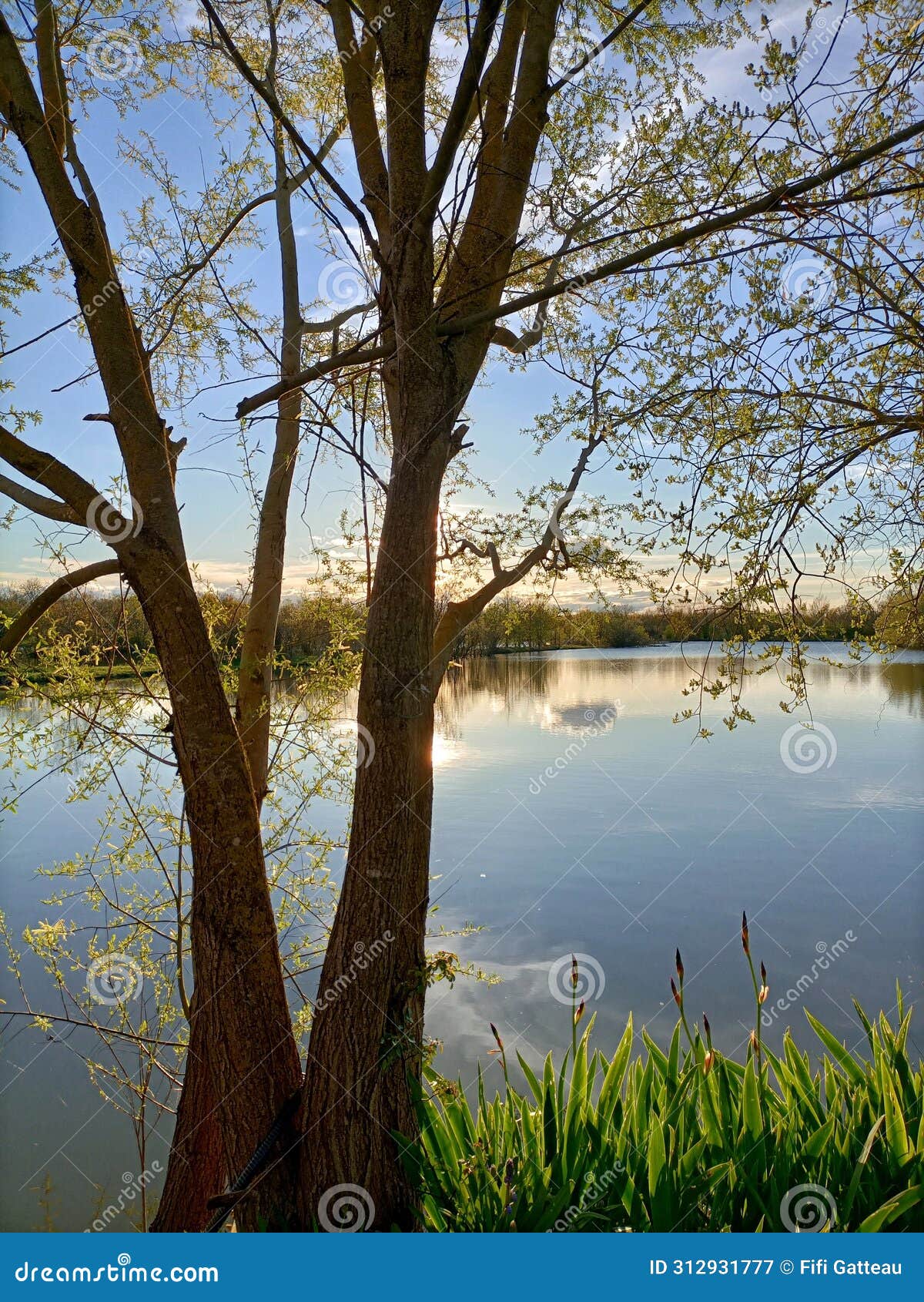 When the Sun is going down stock image. Image of branch - 312931777