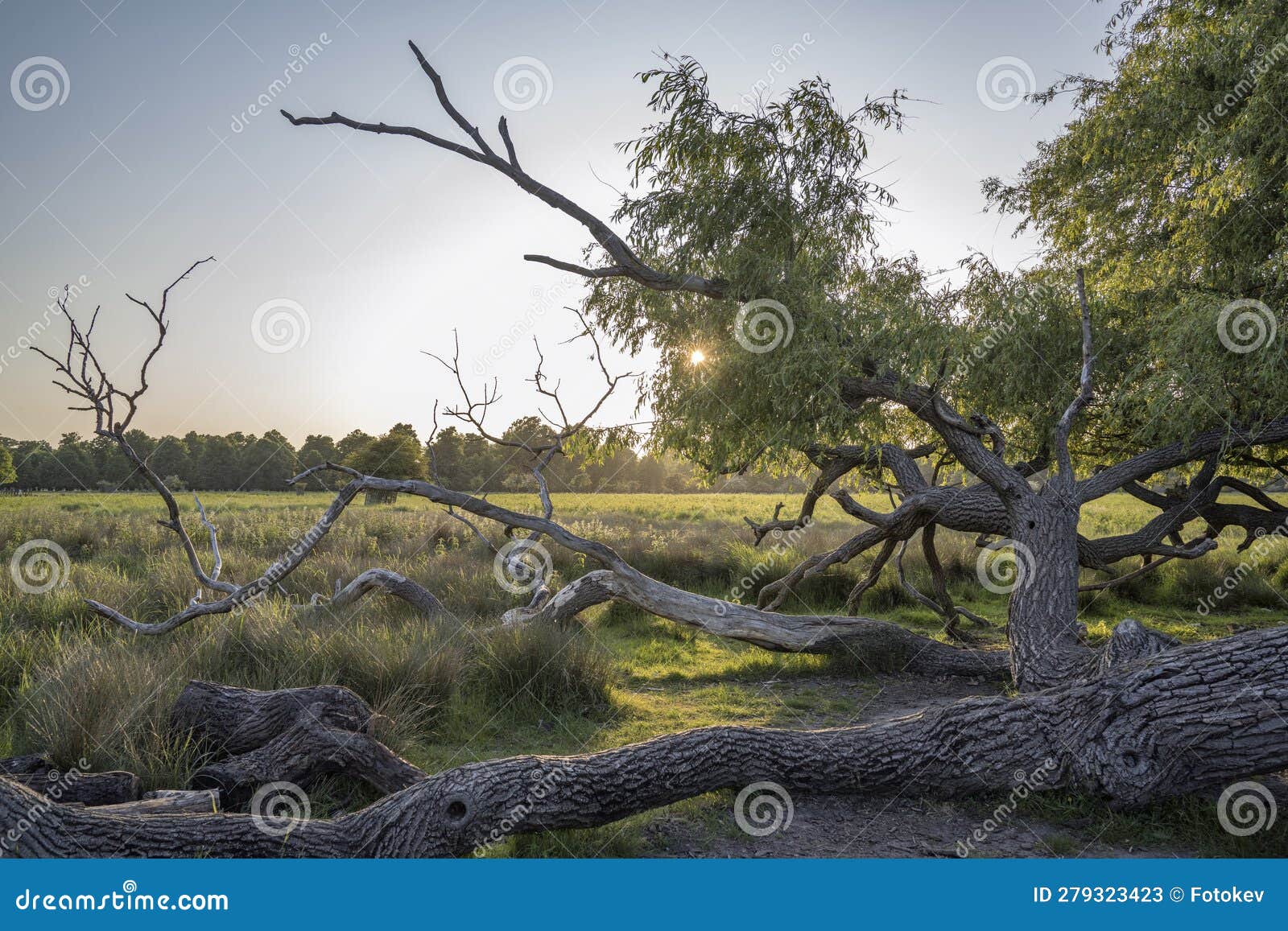 Sun Going Down Behind Old Fallen Willow Tree Stock Image - Image of ...