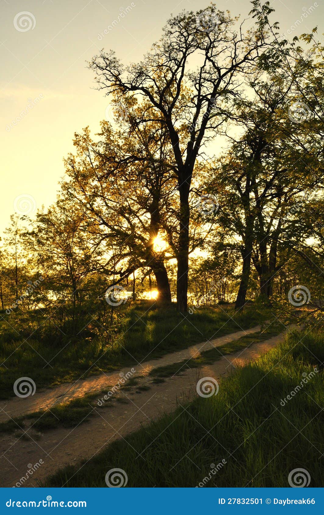 Sun is Going Down Behind the Tree Stock Image - Image of trees, sunset ...
