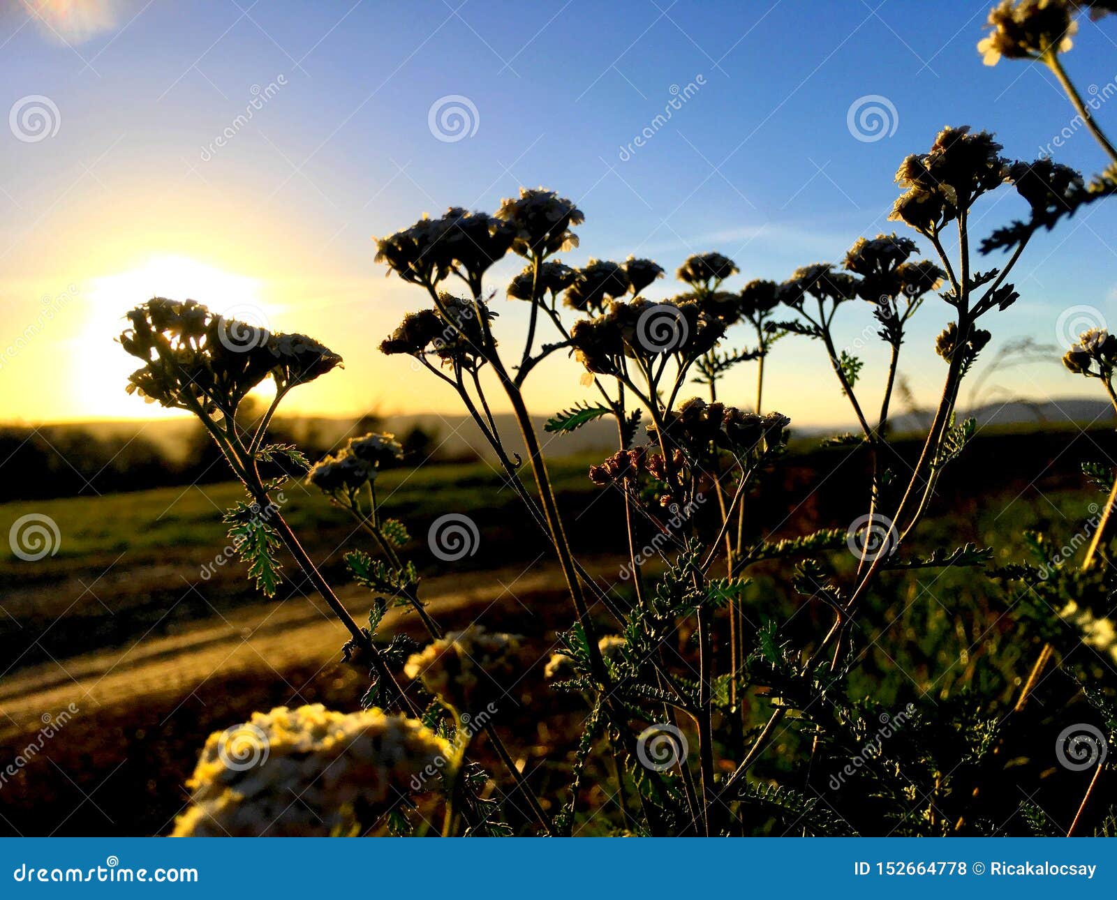 Sunset on the terrace stock photo. Image of slowly, nature - 152664778