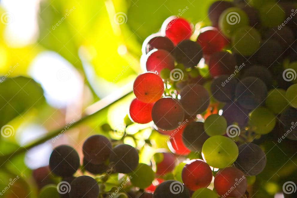 Sun grapes stock photo. Image of vine, ripening, warm - 2982224