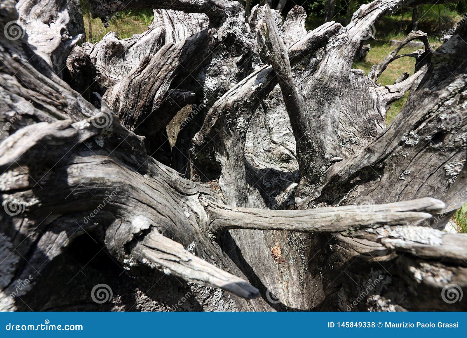 Old Tree Root in the Garden Stock Photo - Image of grey, root: 145849338