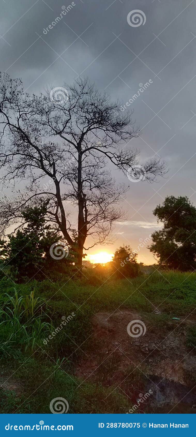 The sun has set stock image. Image of morning, forest - 288780075