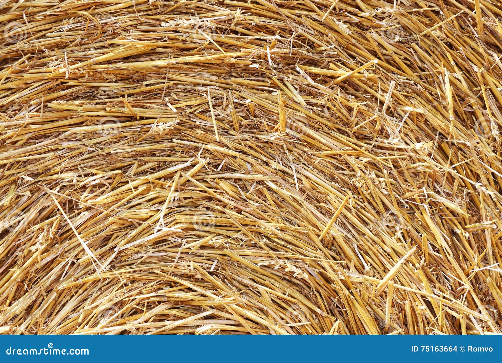 Haystack Texture Background Stock Image | CartoonDealer.com #43608625