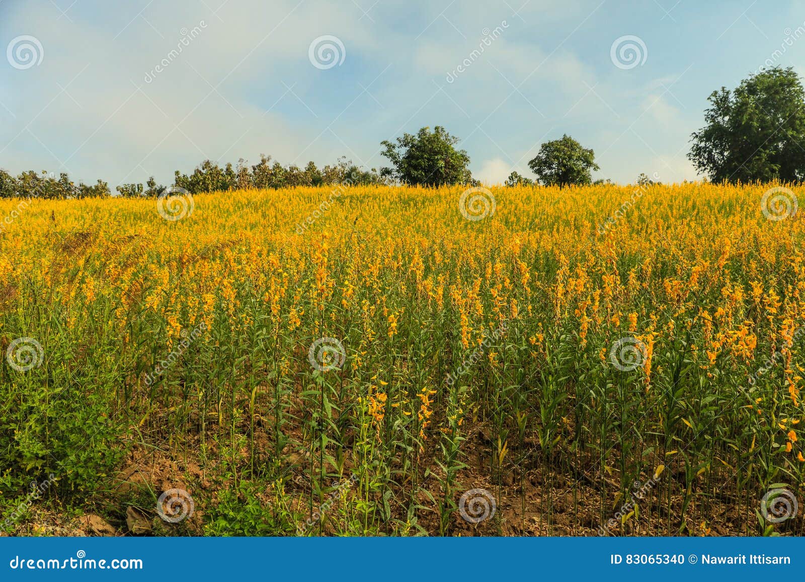 Sun-hemp flowers field . stock photo. Image of field - 83065340