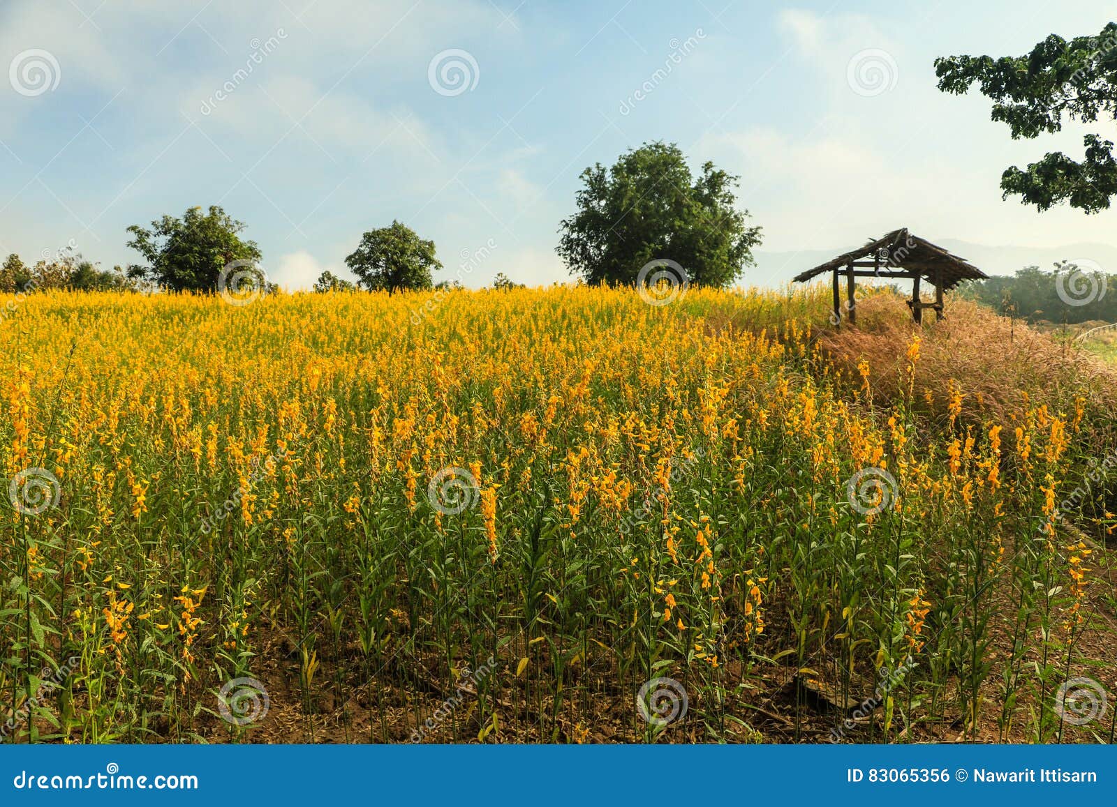Sun hemp flowers field . stock photo. Image of agriculture - 83065356