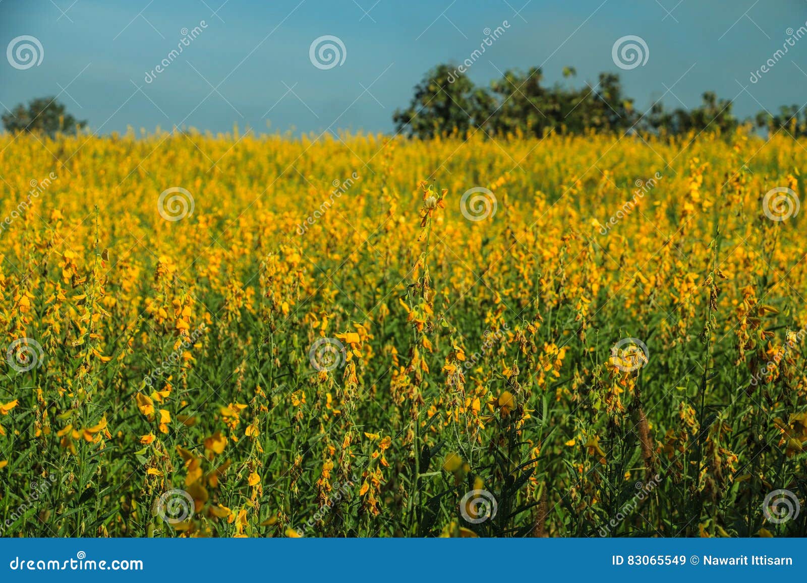 Sun hemp flowers field stock image. Image of countryside - 83065549