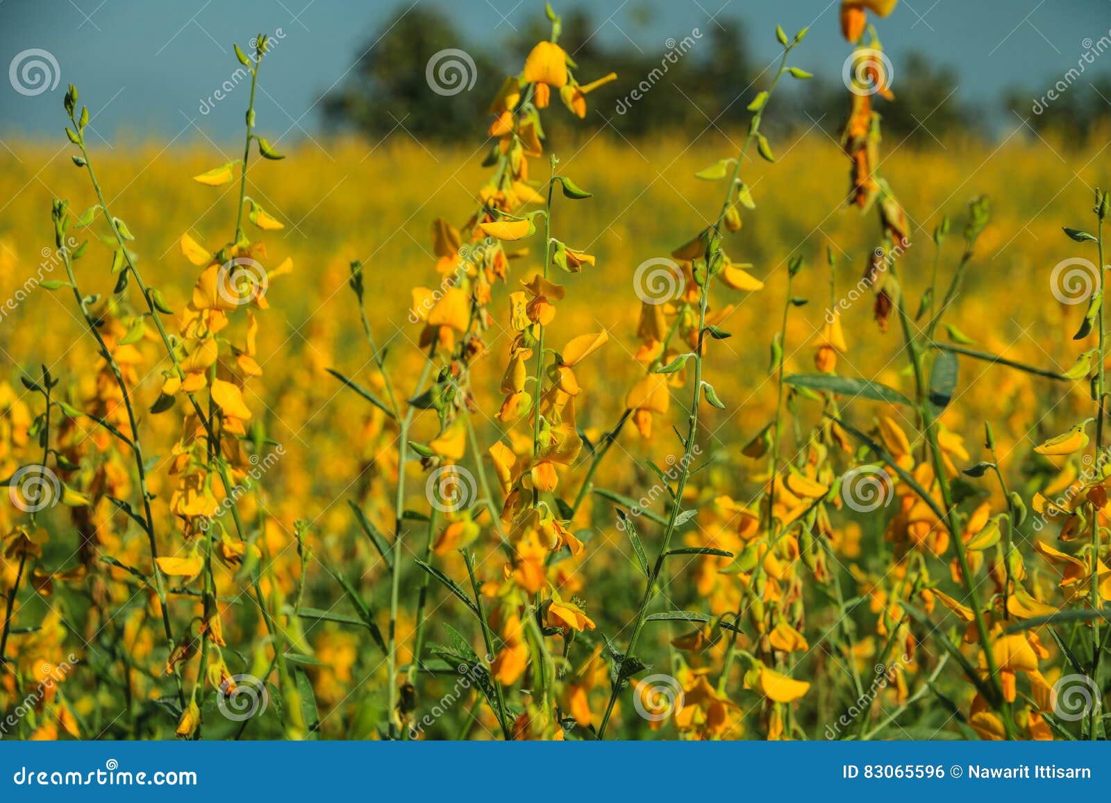 Sun hemp flowers field stock photo. Image of flower, agriculture - 83065596