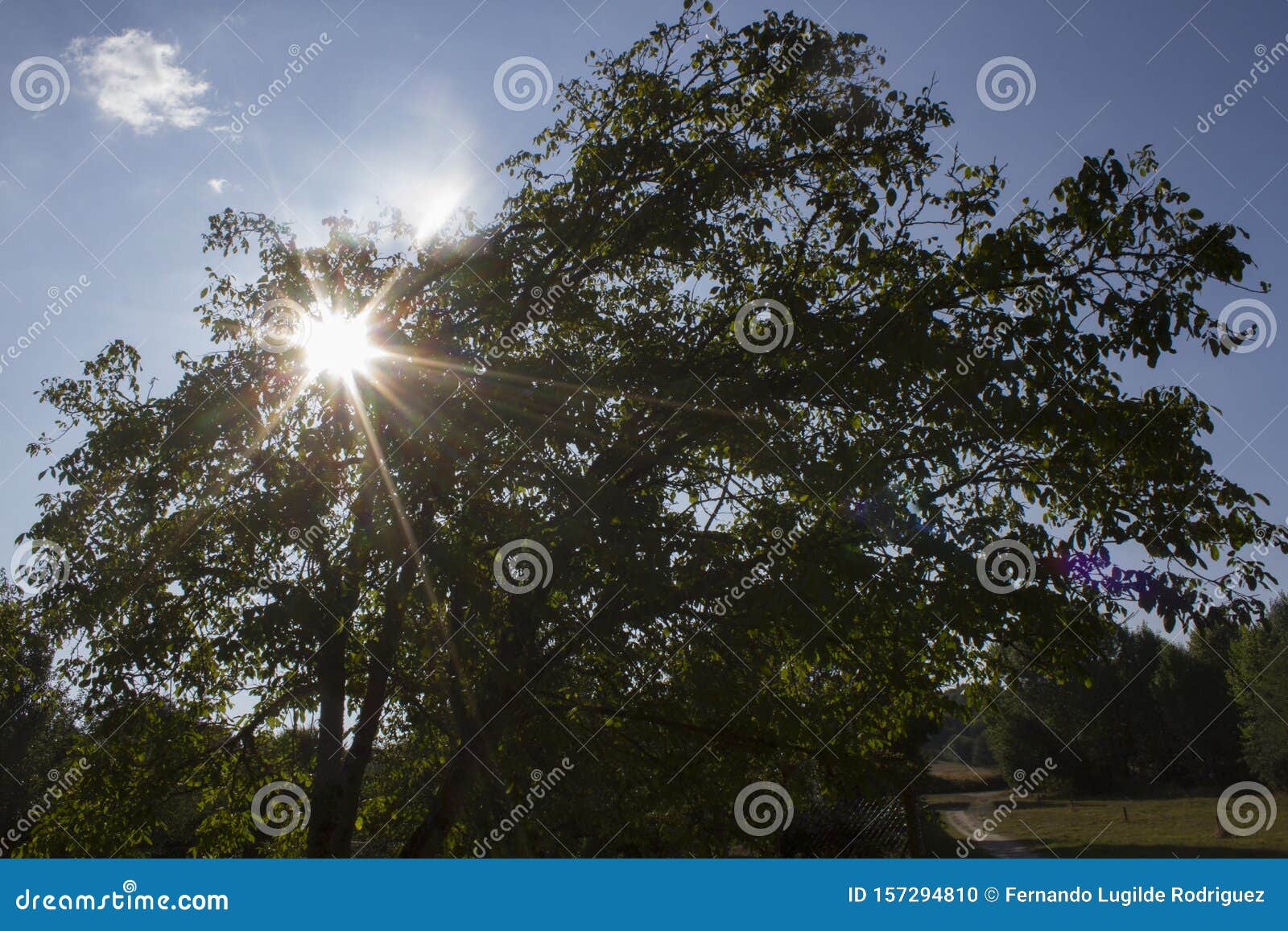 Sun hidden among branches stock photo. Image of hide - 157294810
