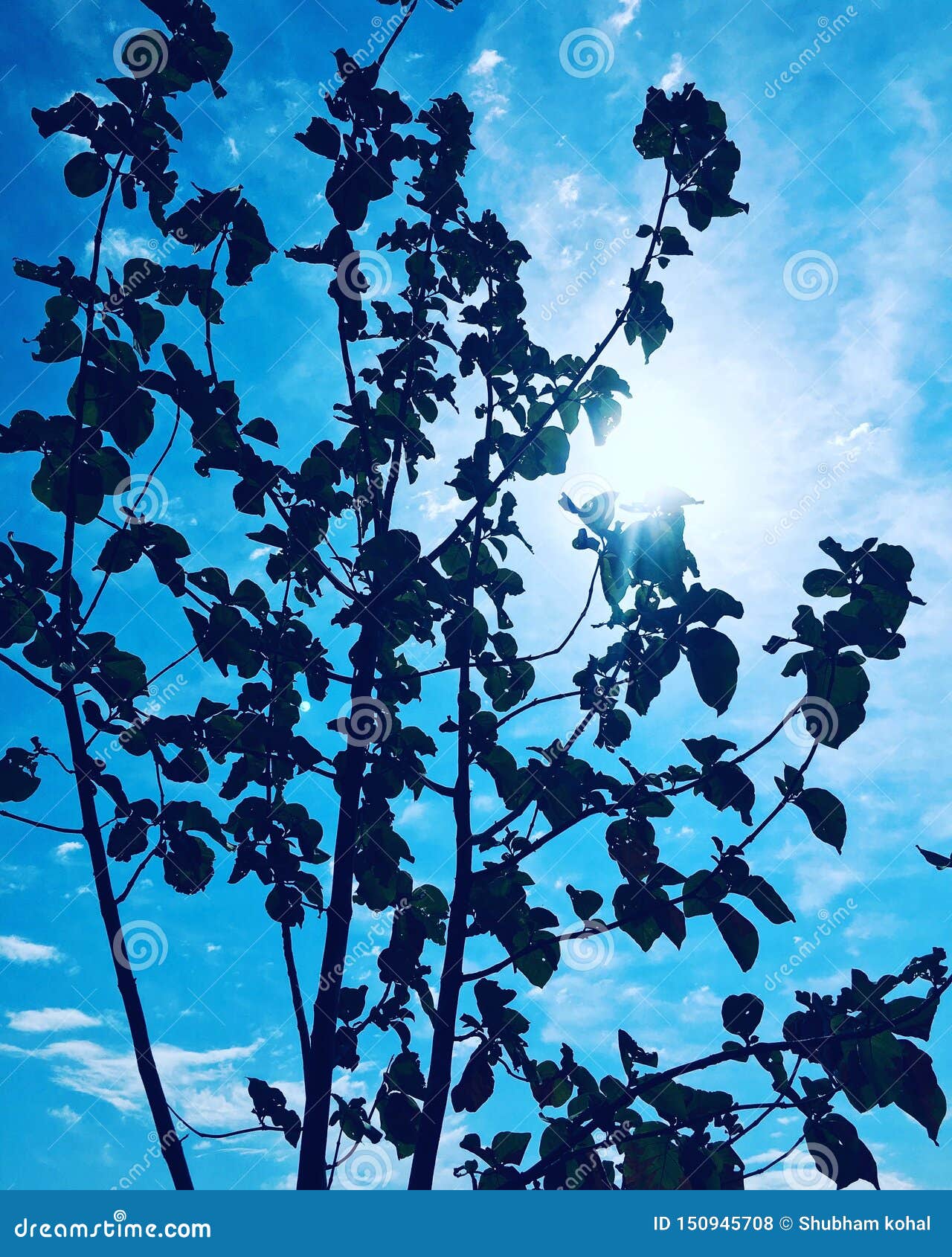 Sun hide behind the tree stock photo. Image of beautiful - 150945708