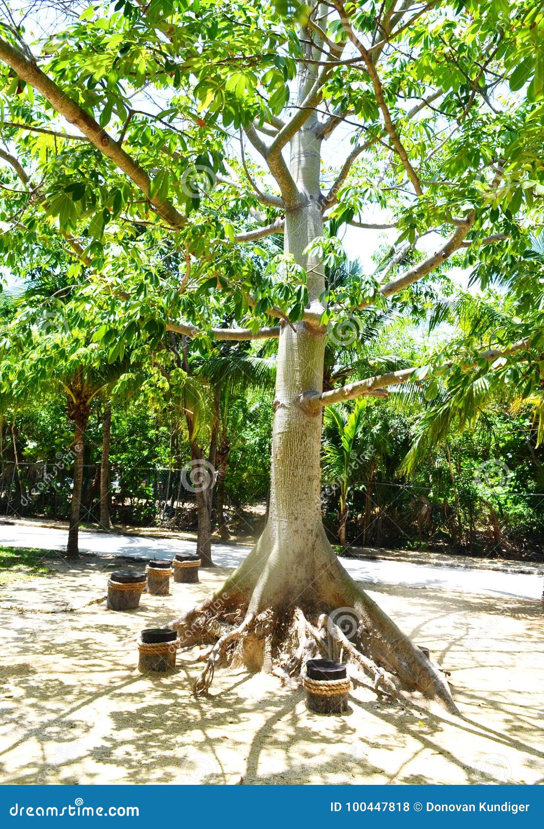 Sparse Limbs Stock Photos - Free & Royalty-Free Stock Photos from ...