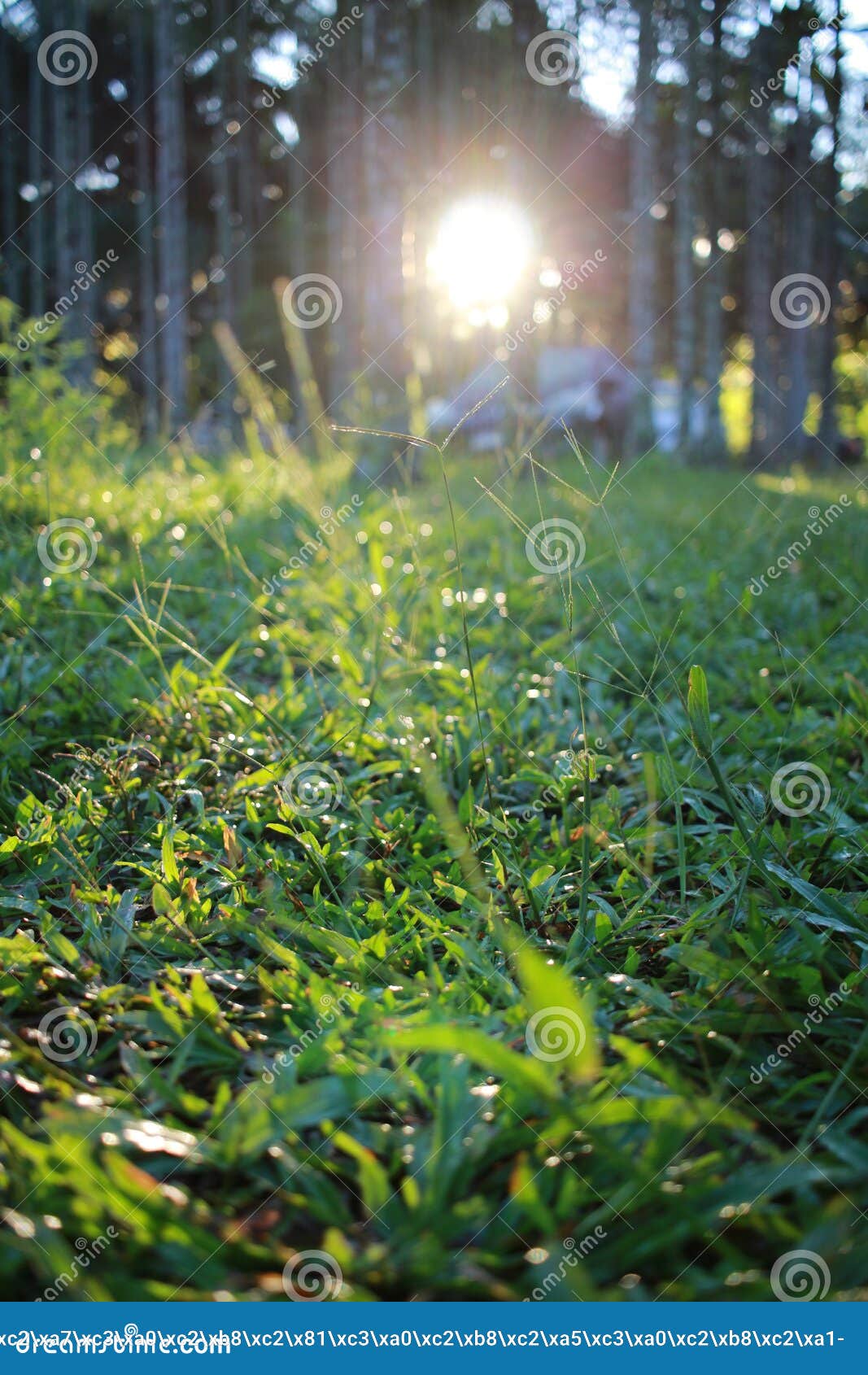 Light on the grass stock photo. Image of light, fresh - 200795630