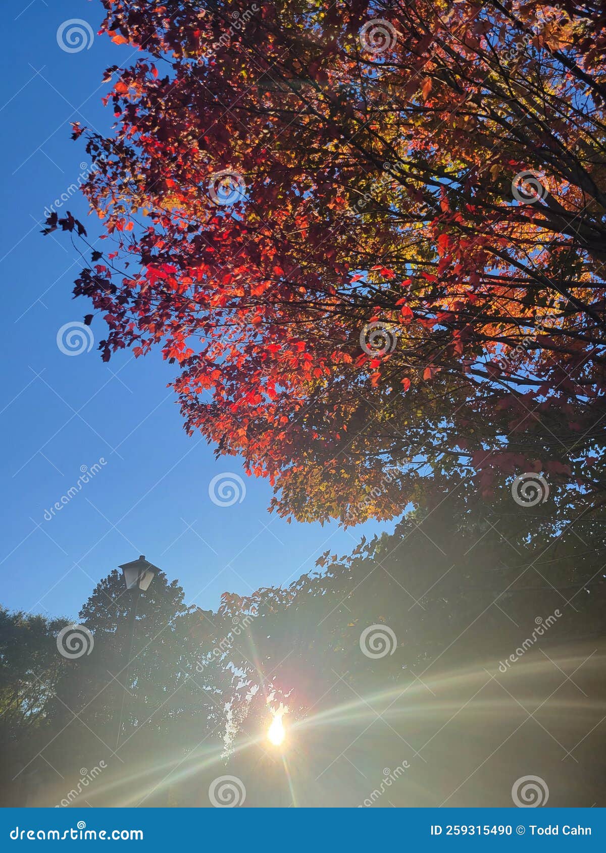Sun Hitting a Tree in Autumn Stock Photo - Image of tree, hitting ...