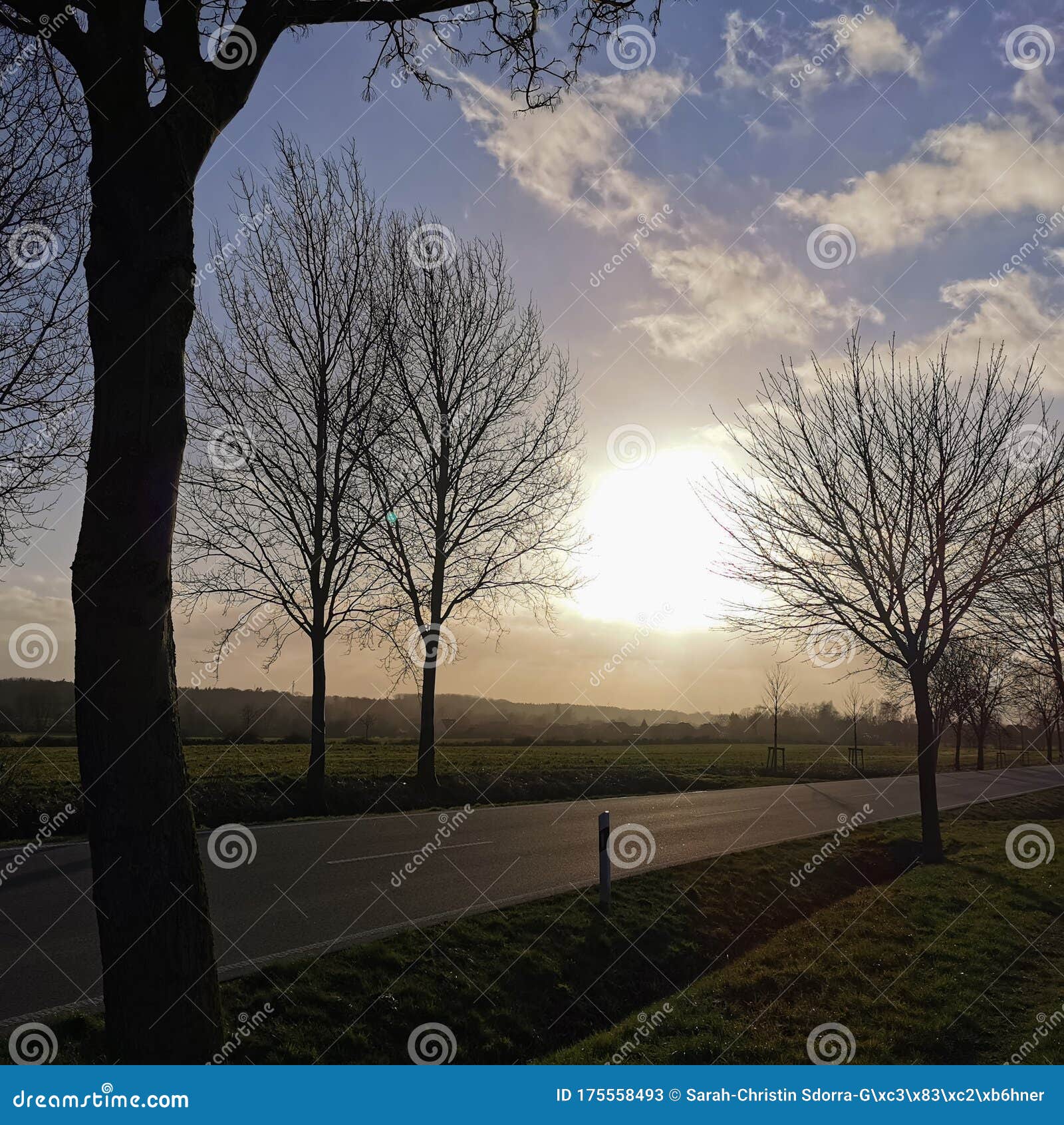Sun on the Horizon with a Blue Sky between the Trees Stock Image ...
