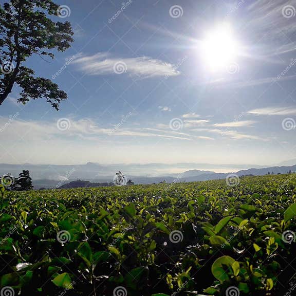 The Sun Illuminates the Tea Plantations Stock Image - Image of trees ...