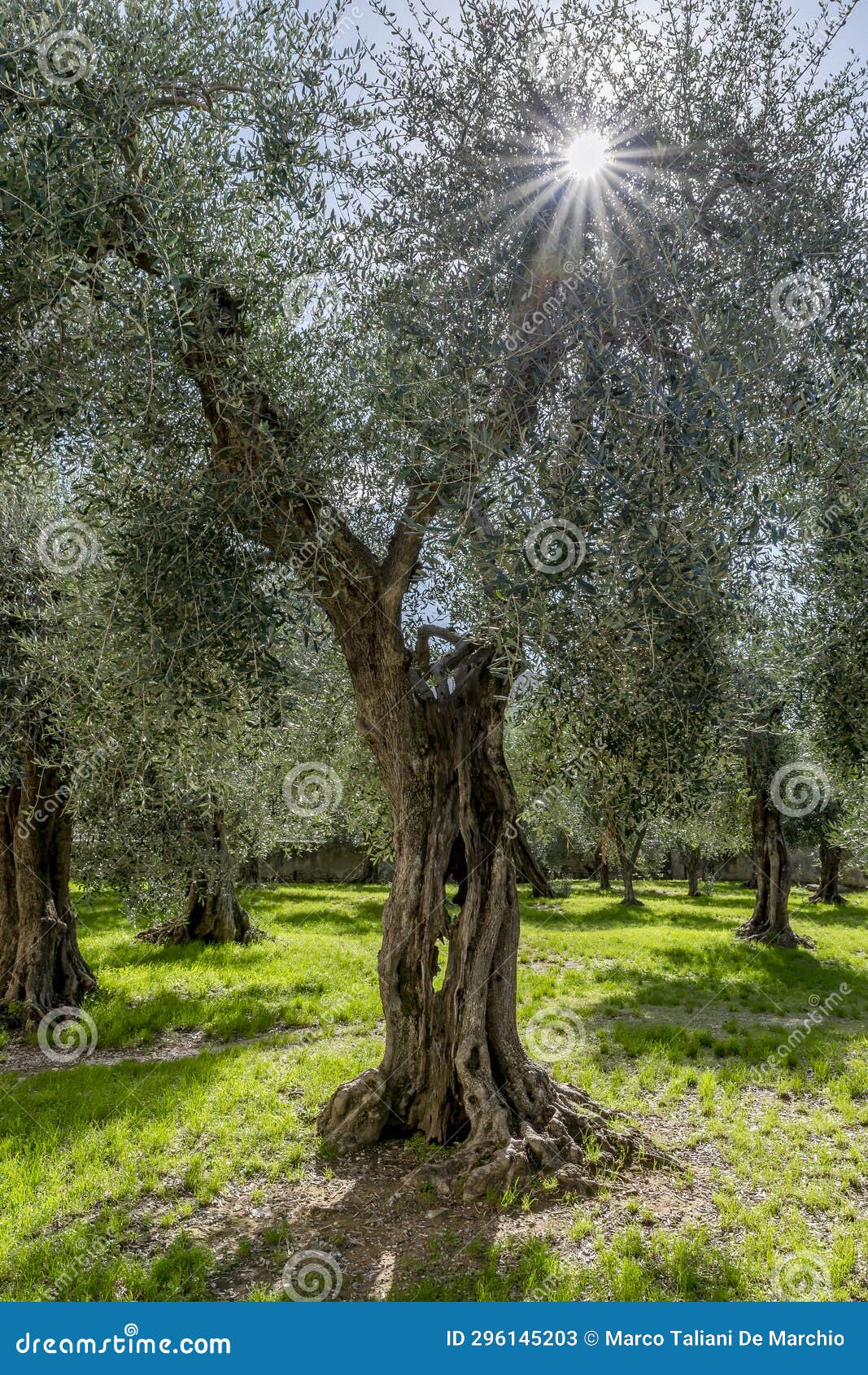 The Sun and Its Rays Filter through the Branches of a Centuries-old ...