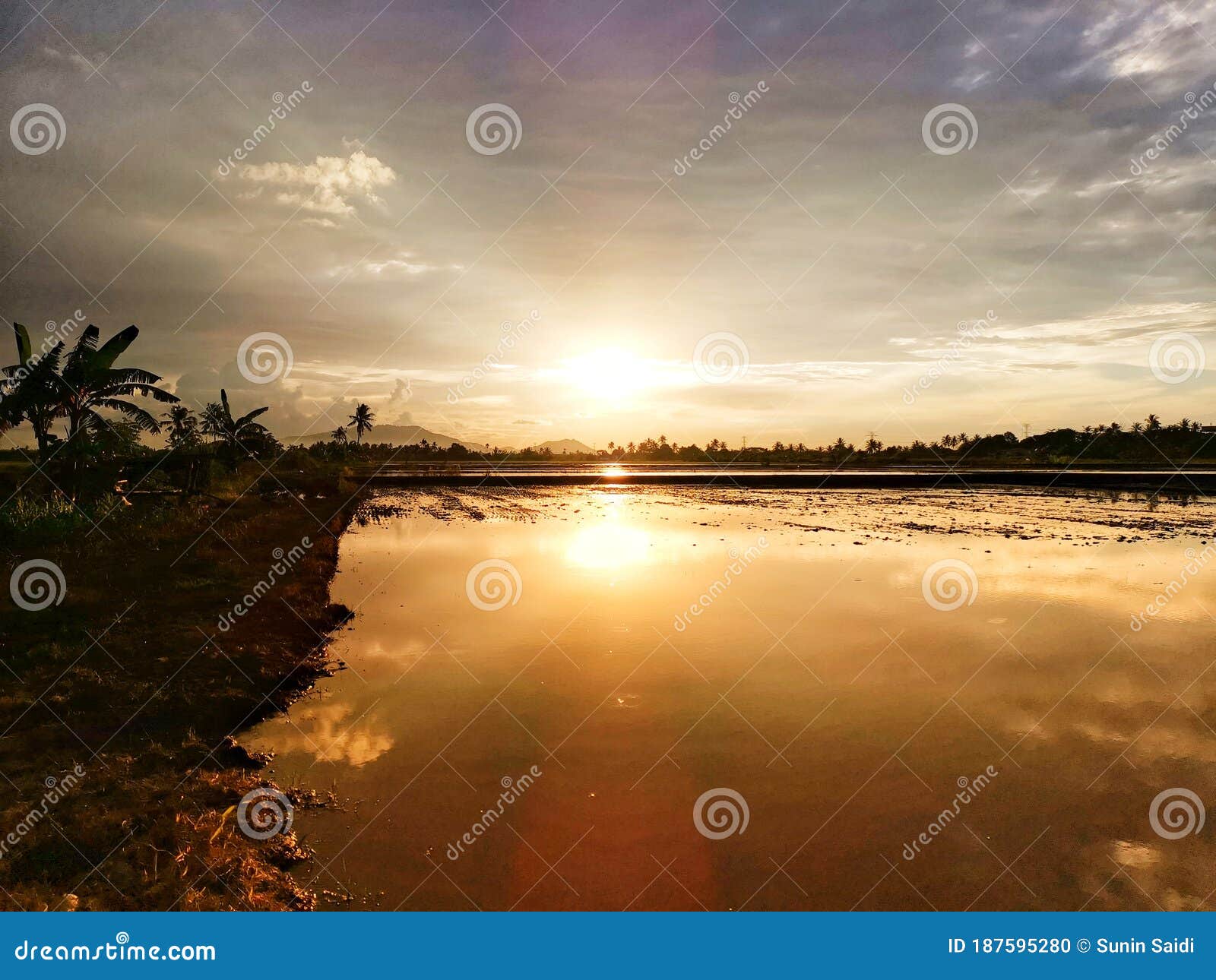 Sun and Its Reflection on Paddy Field after Being Ploughed. Stock Photo ...