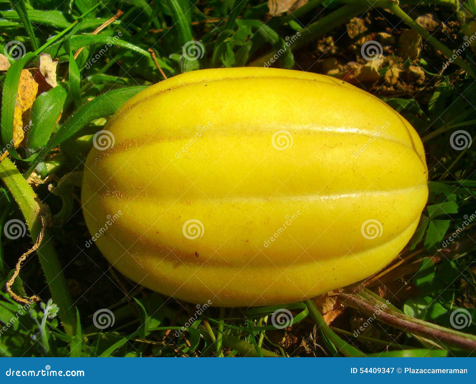 Sun Jewel Melon stock image. Image of nutrition, food - 54409347