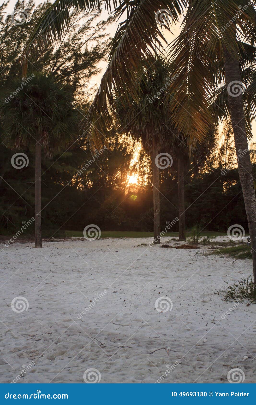 Sun and jungle stock photo. Image of rays, cloud, land - 49693180
