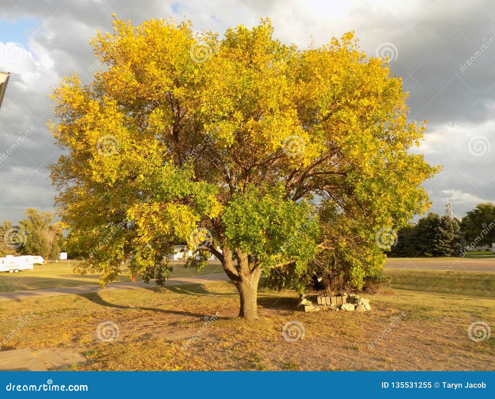 Sun kissed Tree stock image. Image of cloudy, fall, tree - 135531255